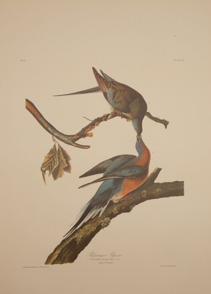 Feoli Fine Art - John James Audubon (Amsterdam Edition) - Audubon ...